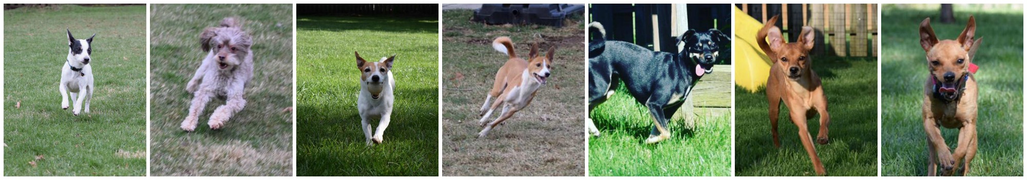 The Dog Blog – A blog for dogs